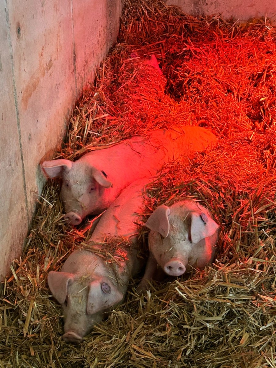 Prime Pork Update - Wales YFC