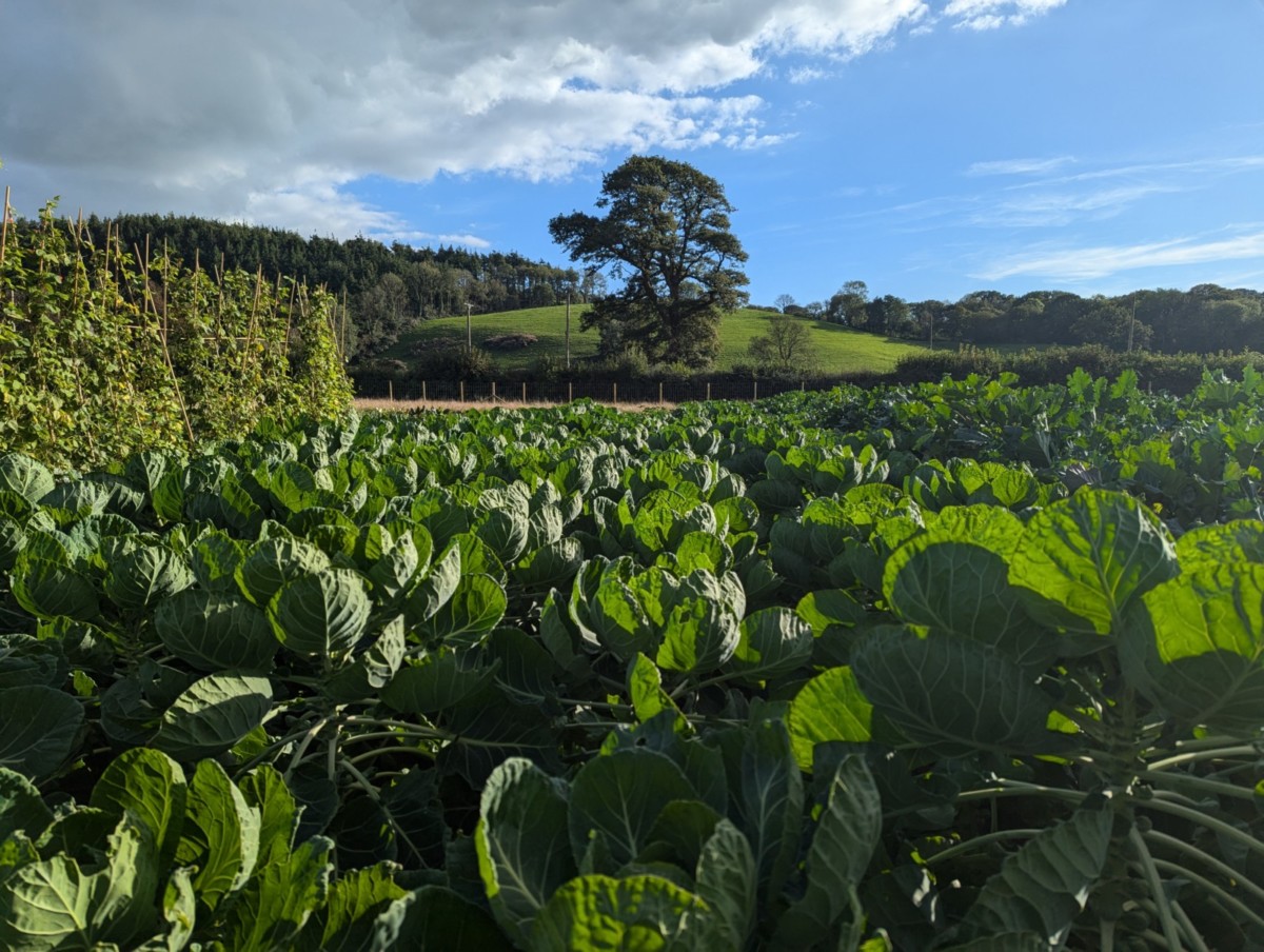 Explore the growth of Welsh-grown vegetables with Bwyd o’r Tir ...